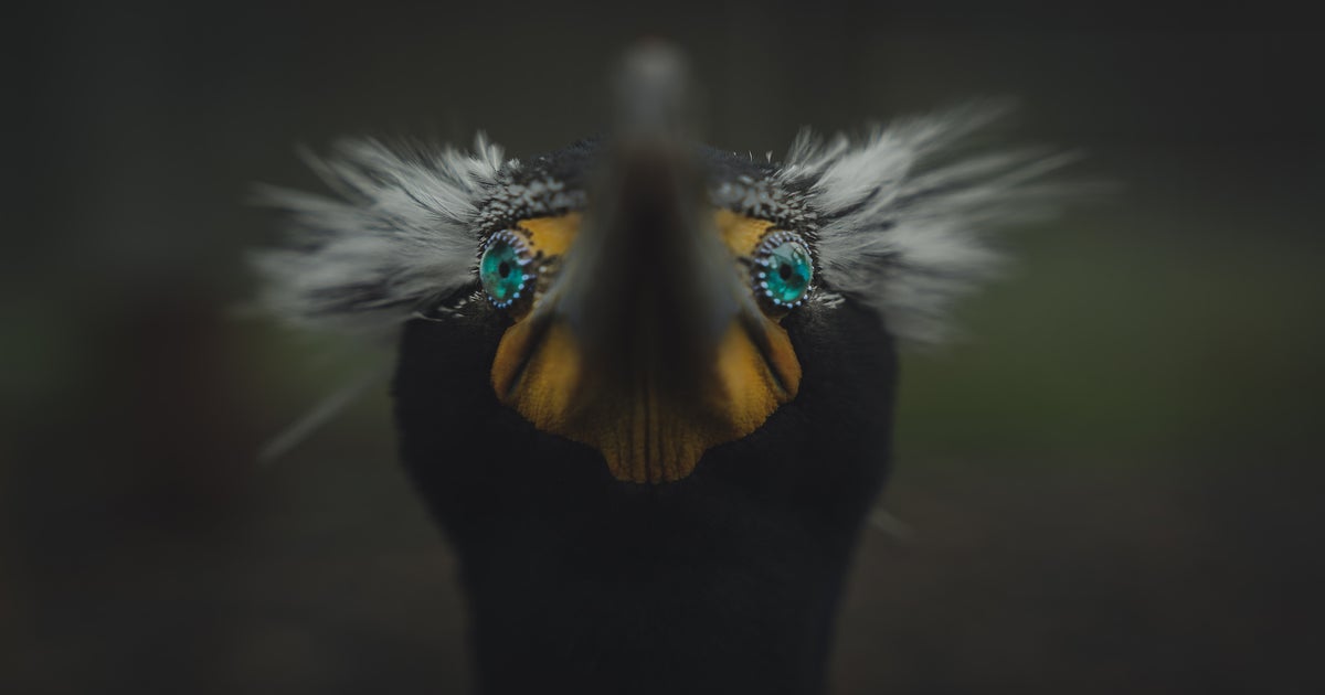 Follow These Leading Bird Photographers And See How You Can Elevate ...