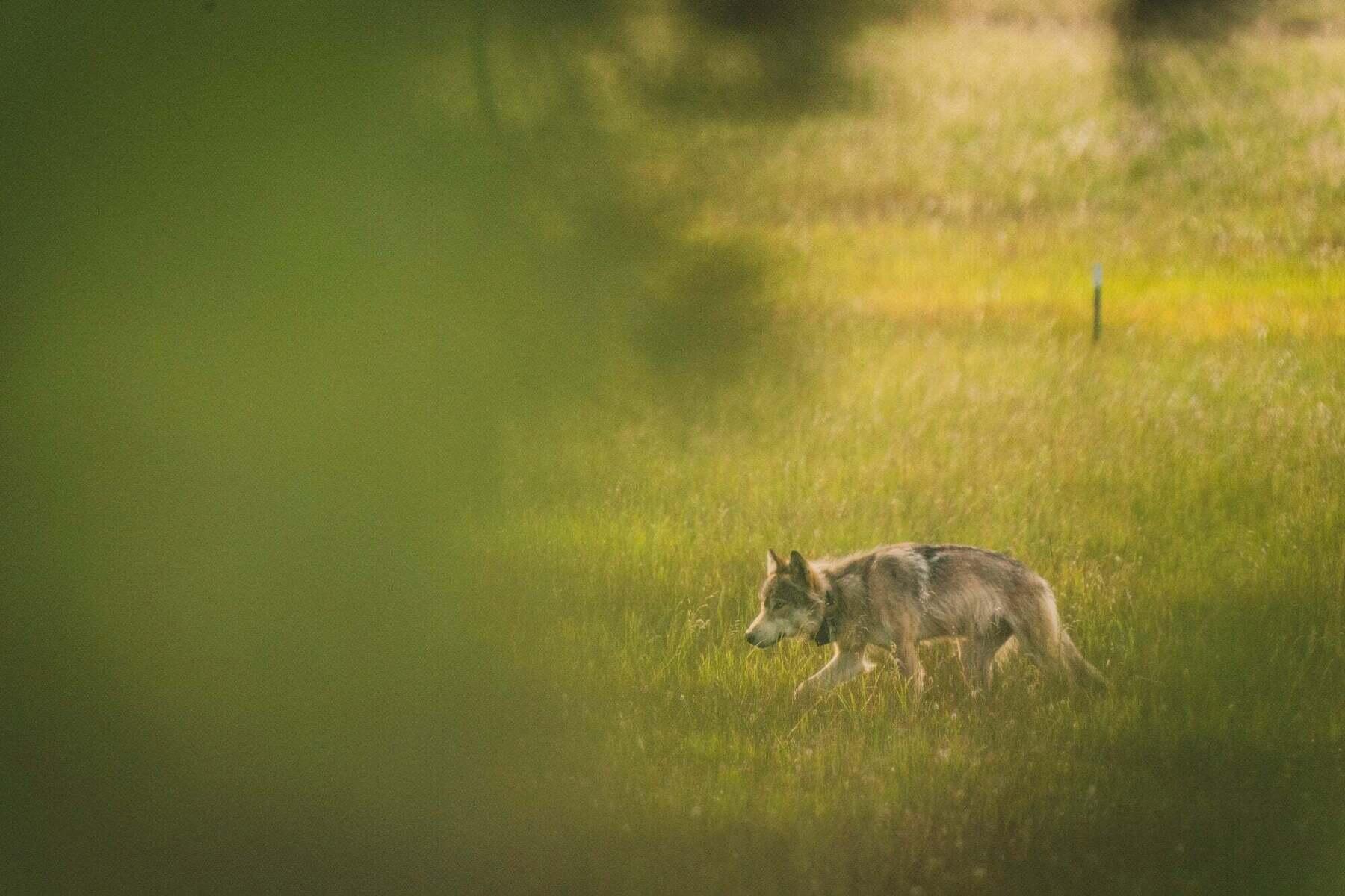 This Earth Day, Meet A Photographer Working To Protect The Planet ...