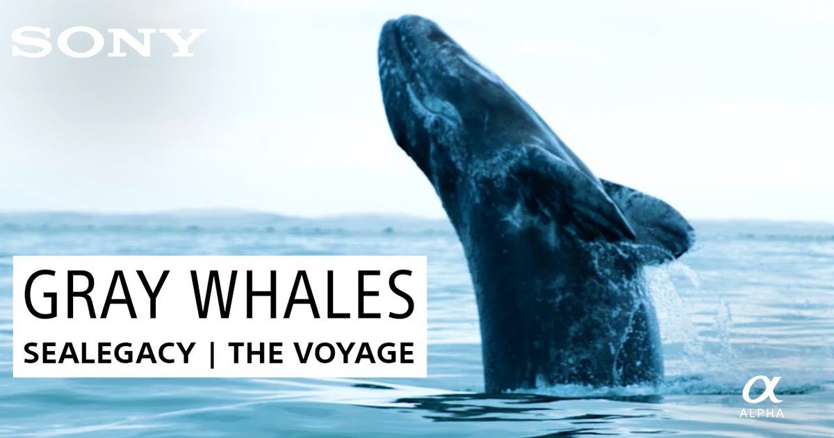 How You Can Join With SeaLegacy To Give Our Oceans A Brighter Future ...