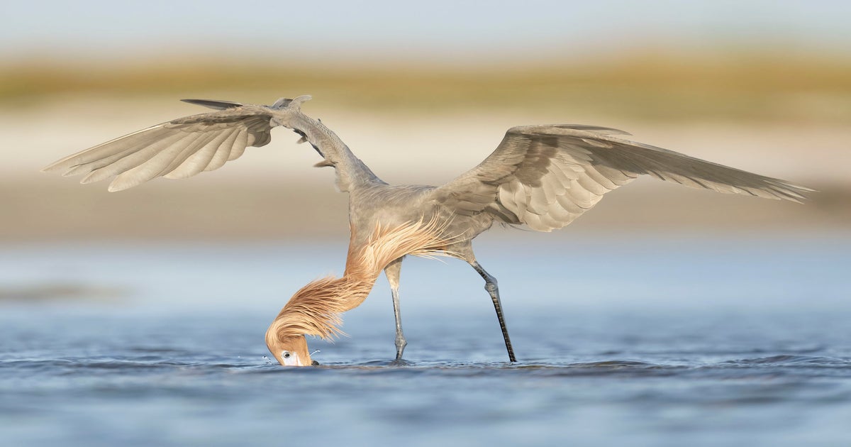 Come Fly Away: Follow These Bird Photographers On Instagram | Sony ...