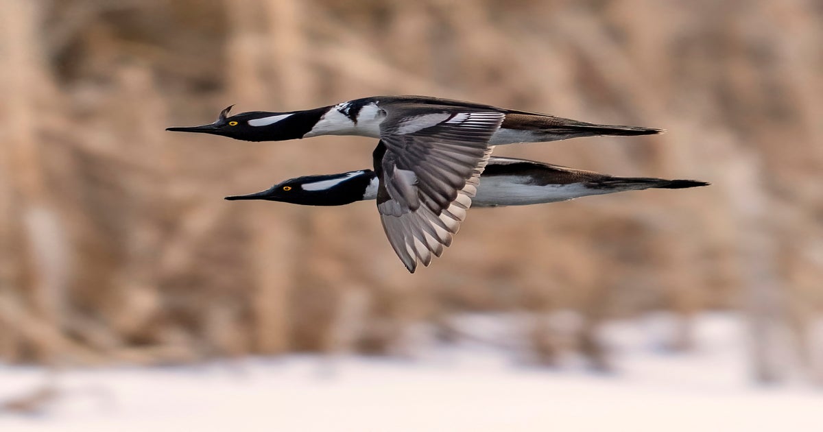 See How These Bird Photographers Capture The Colors, Textures And Grace ...