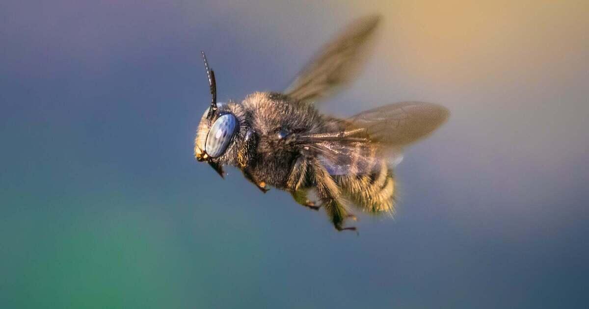 It’s A Small World: Camera Setup Tips For Macro Photography & Insects ...