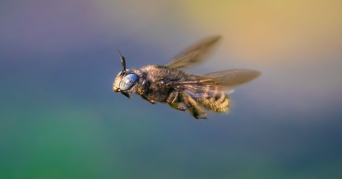 It’s A Small World: Camera Setup Tips For Macro Photography & Insects ...