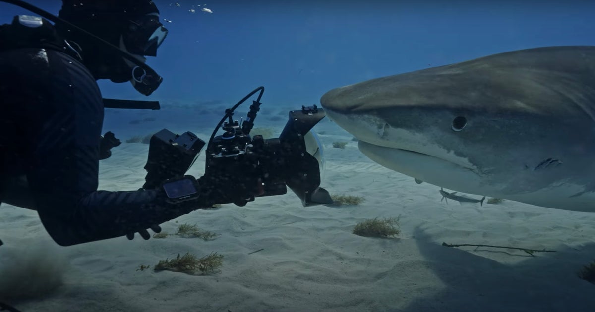 Go Behind The Scenes With Sea Legacy And The Alpha 1 | Sony | Alpha ...