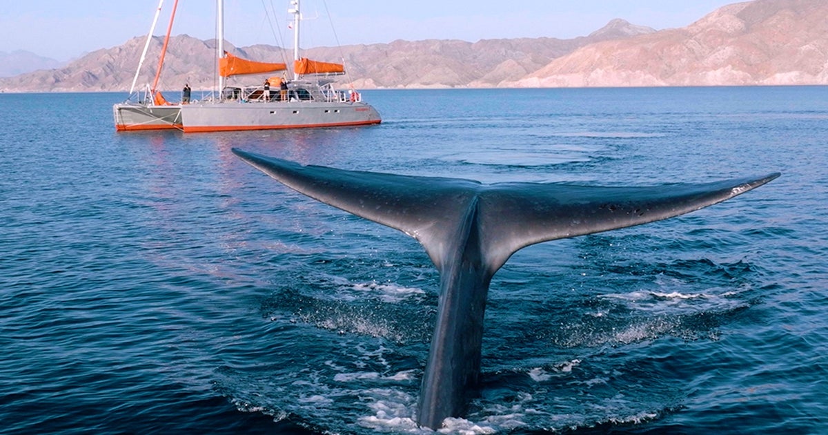 Back In Action: SeaLegacy | The Voyage Takes On Baja California Sur ...