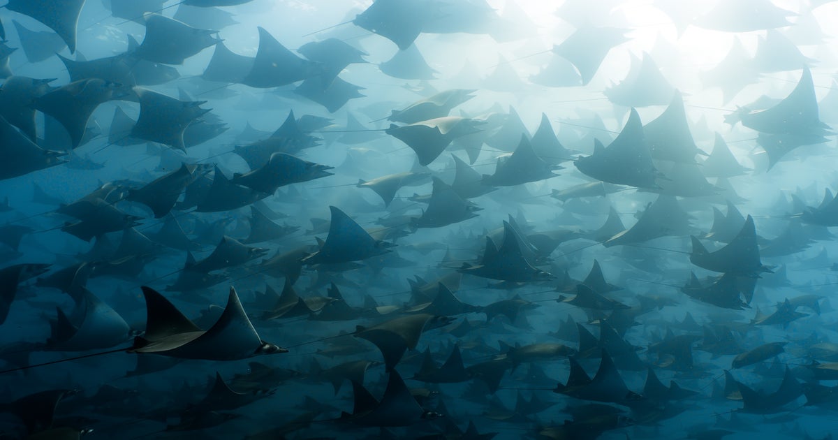 Breaking The Surface: SeaLegacy Gets Mobula Ray Fever In The Sea Of ...