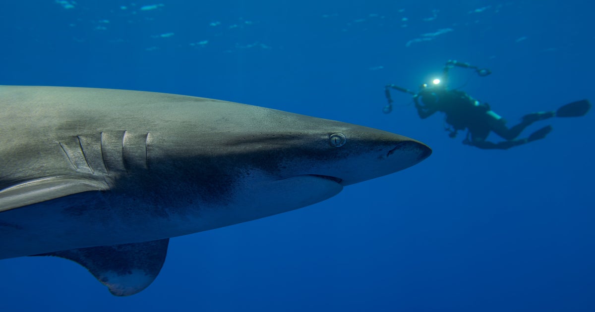 Getting Up Close With Oceanic Whitetip Sharks | Sony | Alpha Universe