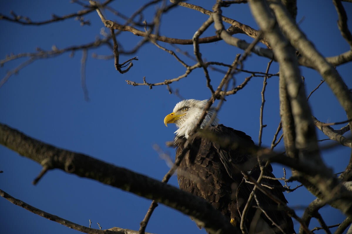 Behind The Shot: A Blinking Eagle Captured With The Alpha 1 | Sony ...