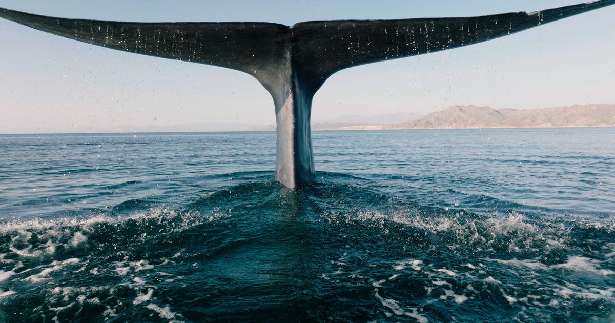 Iconic Animals & Conservation: SeaLegacy Meets The Mighty Blue Whale ...